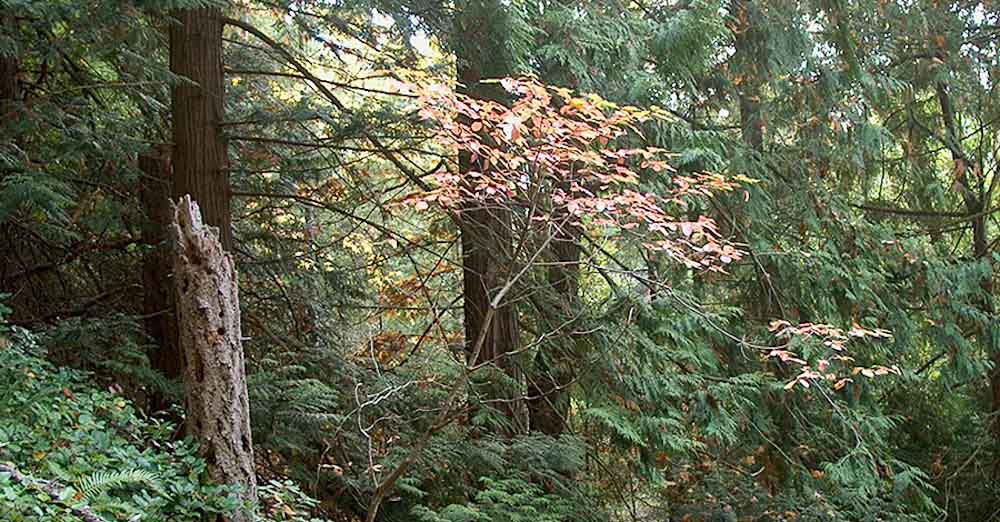 Stewardship Consultations | Galiano Conservancy