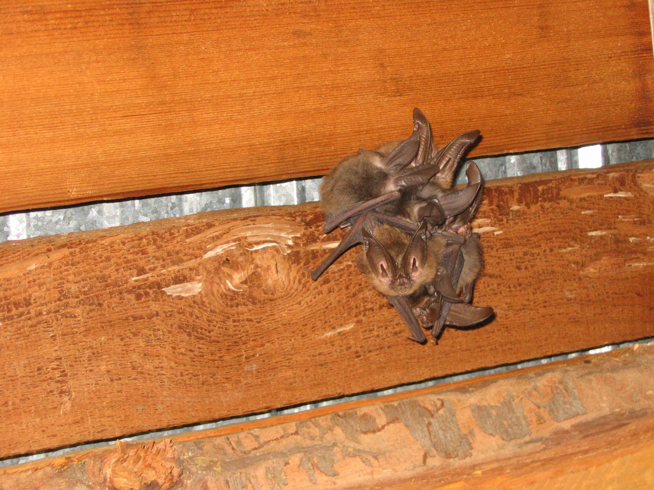 Annual Bat Count on Galiano Island | Galiano Conservancy