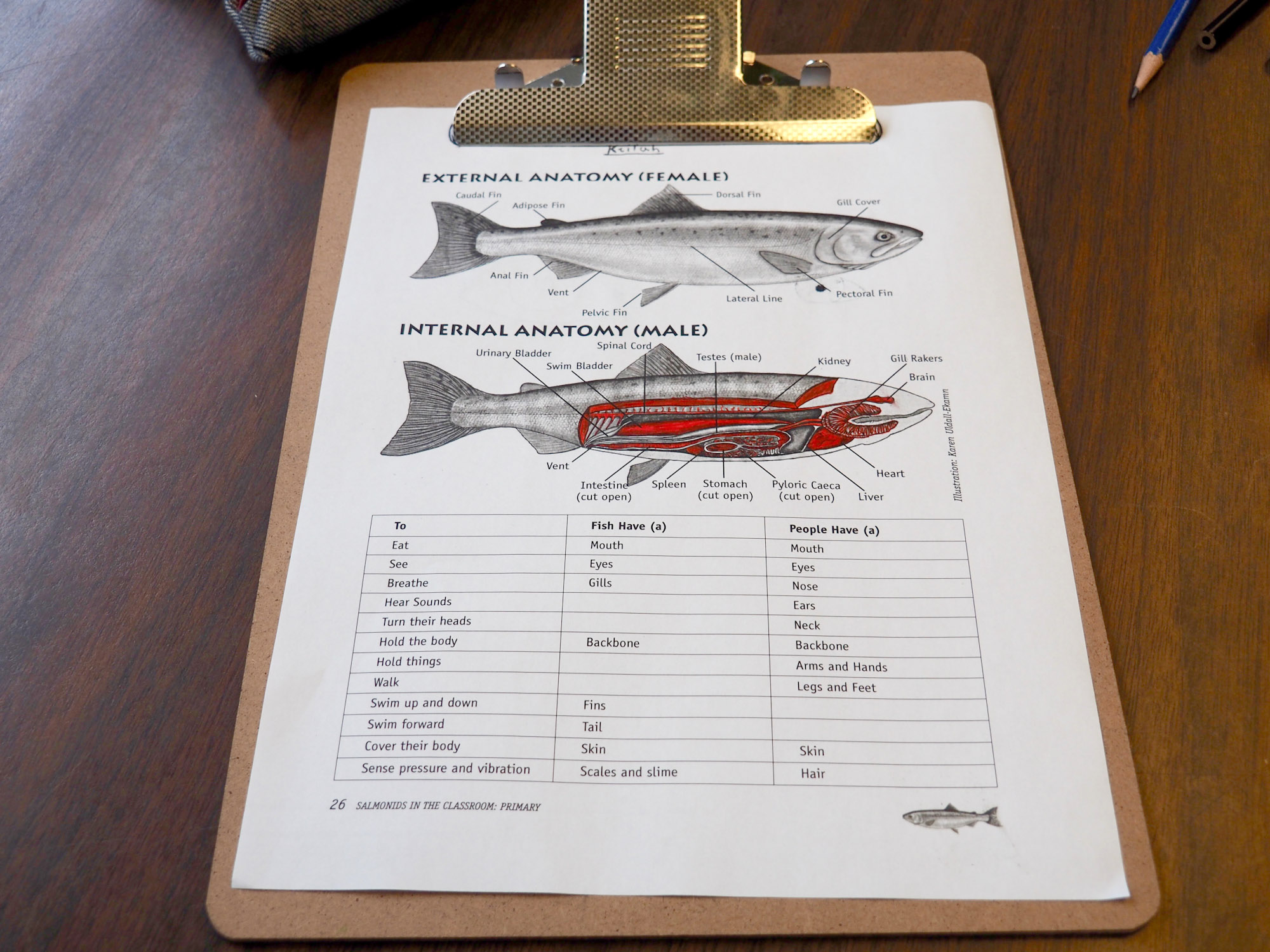 Salmon Internal Anatomy Salmon Egg Delivery And Salmon Dissection