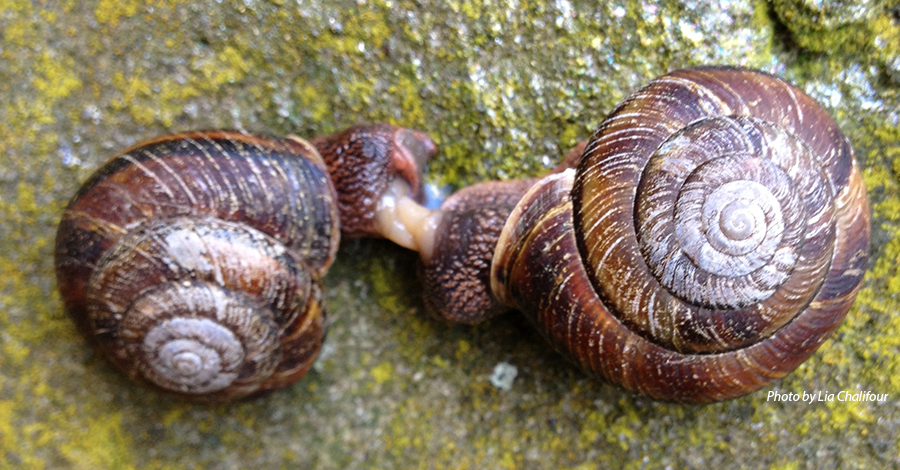 Caring for Your Land | Galiano Conservancy