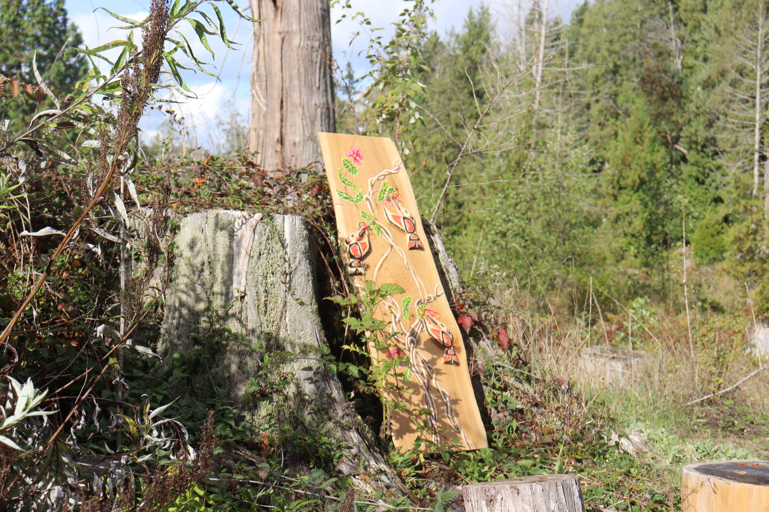 Nuts'a'maat Forage Forest | Galiano Conservancy