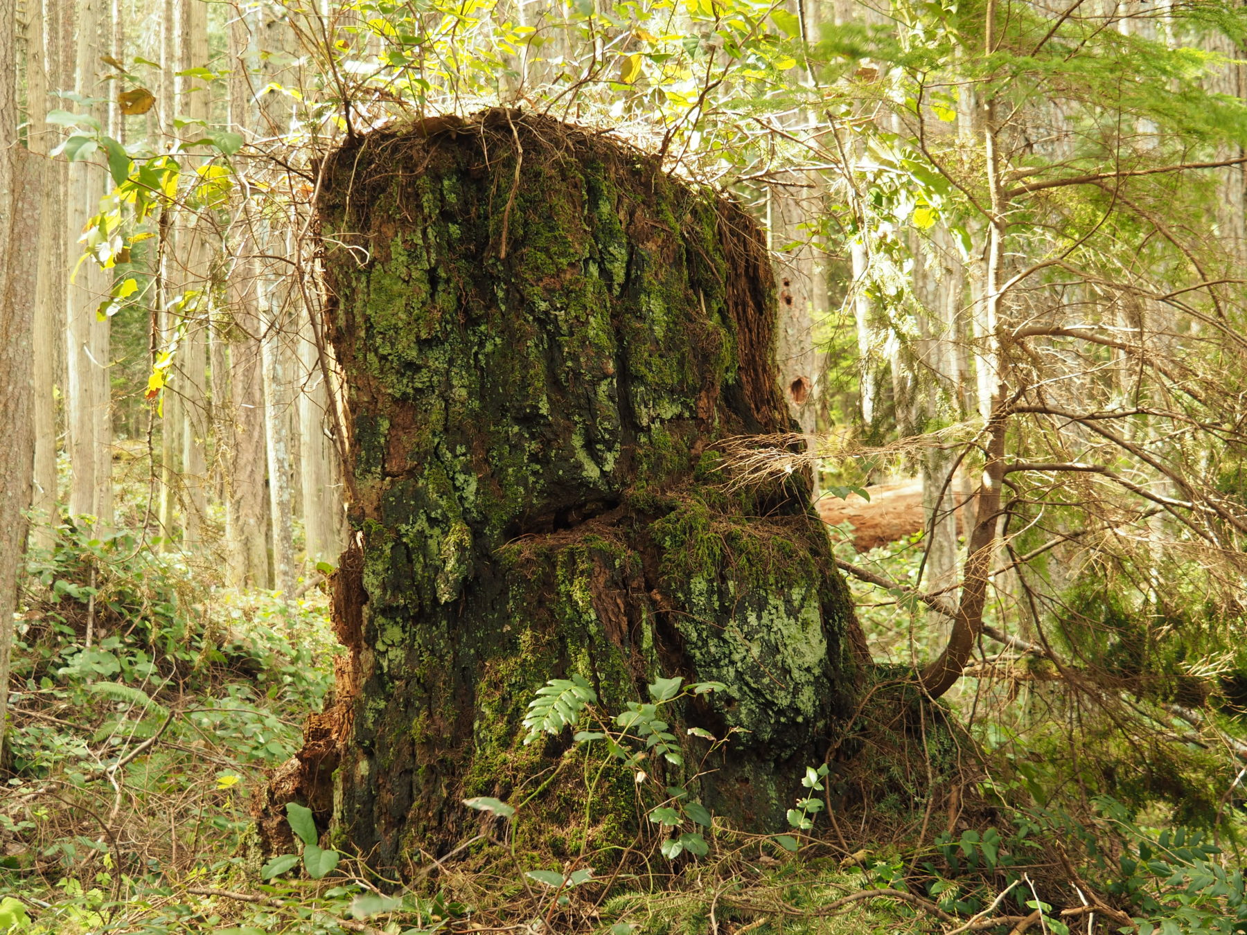 Seeing the Forest for the Trees on Quadra Hill | Galiano Conservancy