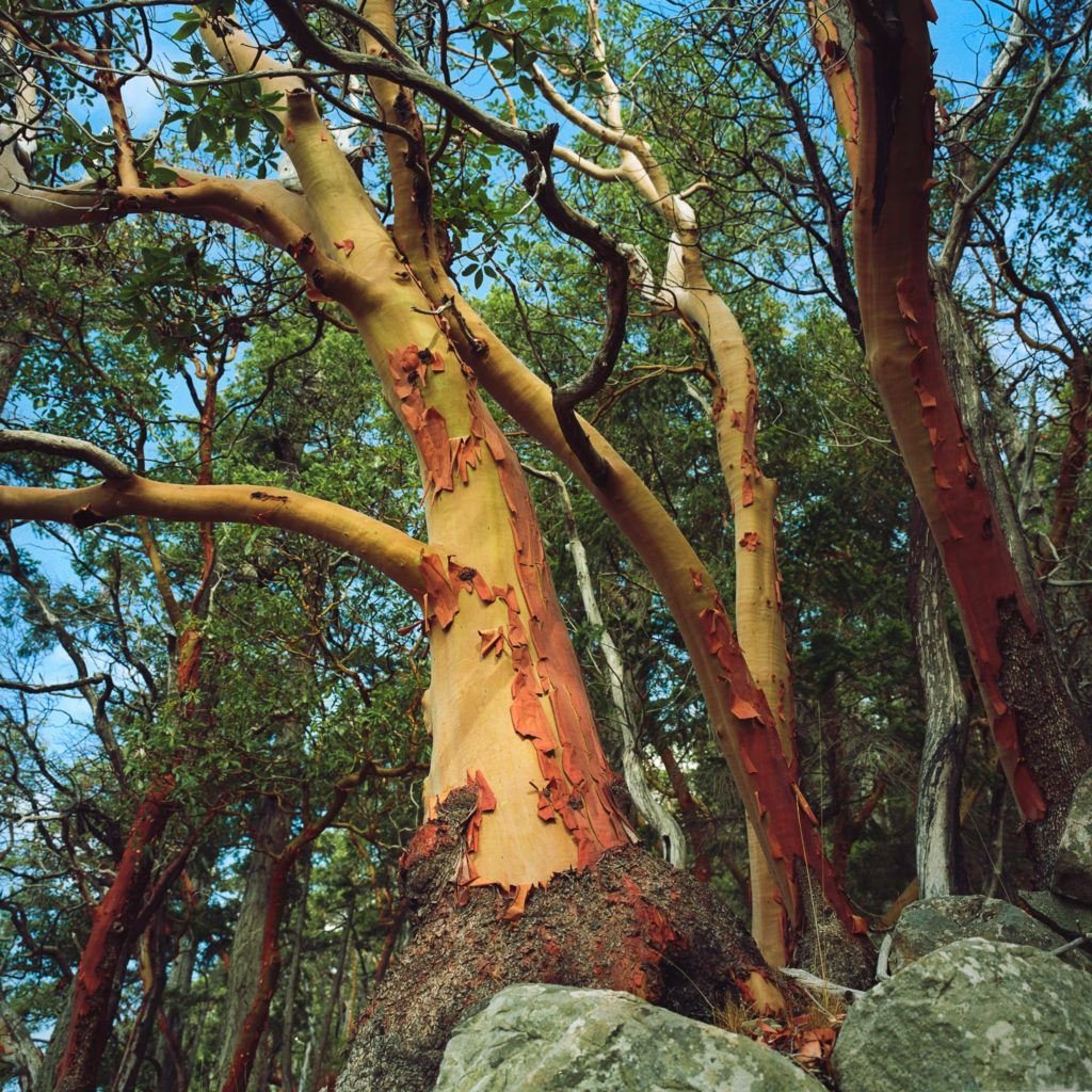 Arbutus | Galiano Conservancy