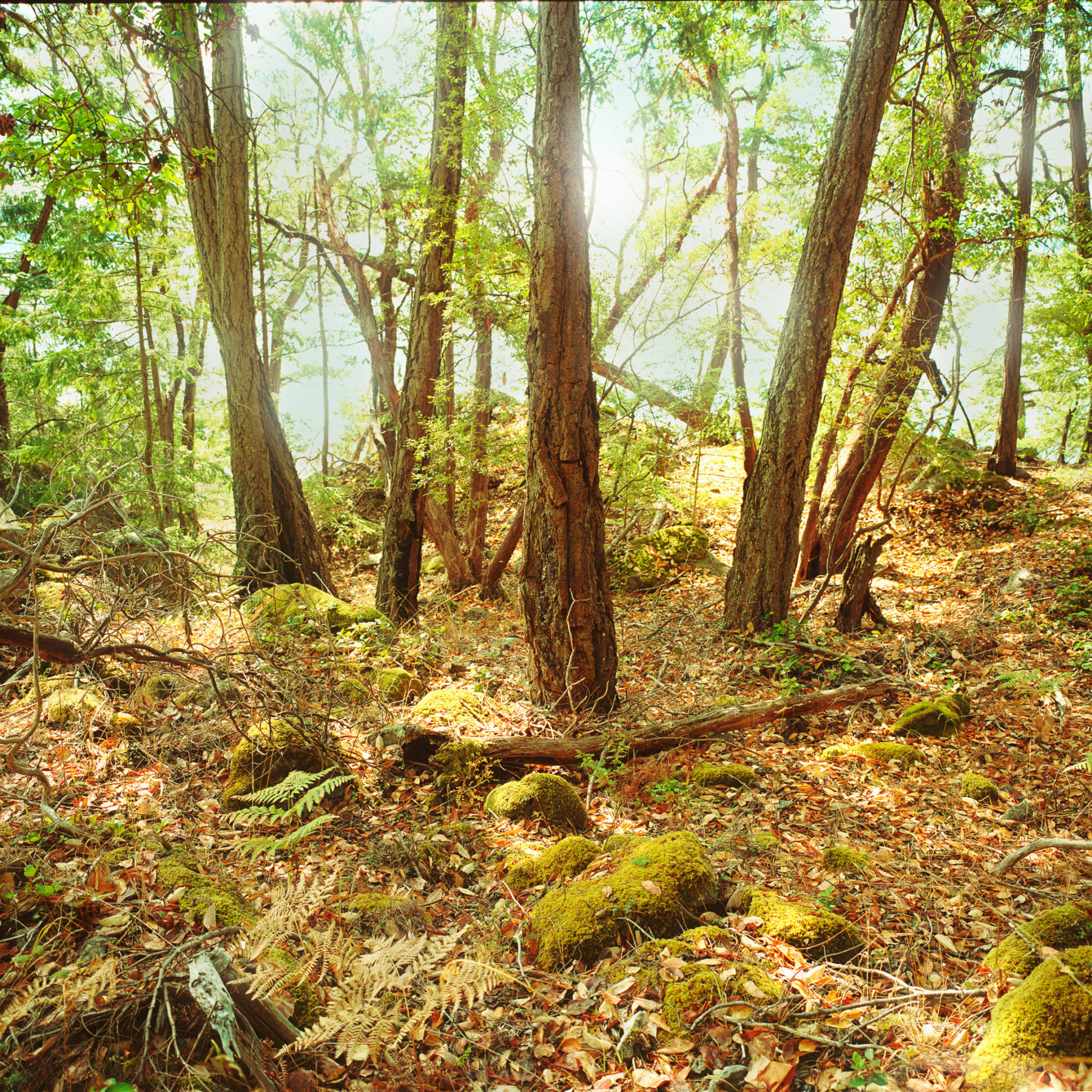 Forests | Galiano Conservancy