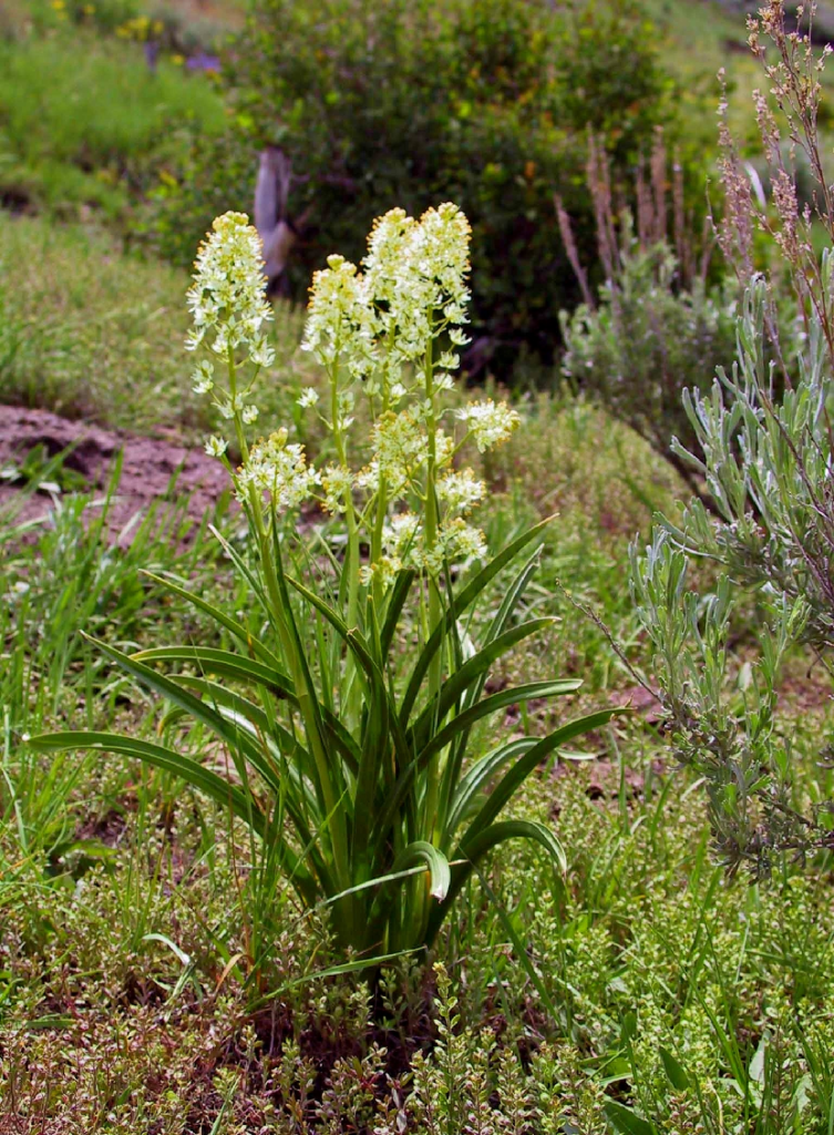 Death Camas | Galiano Conservancy