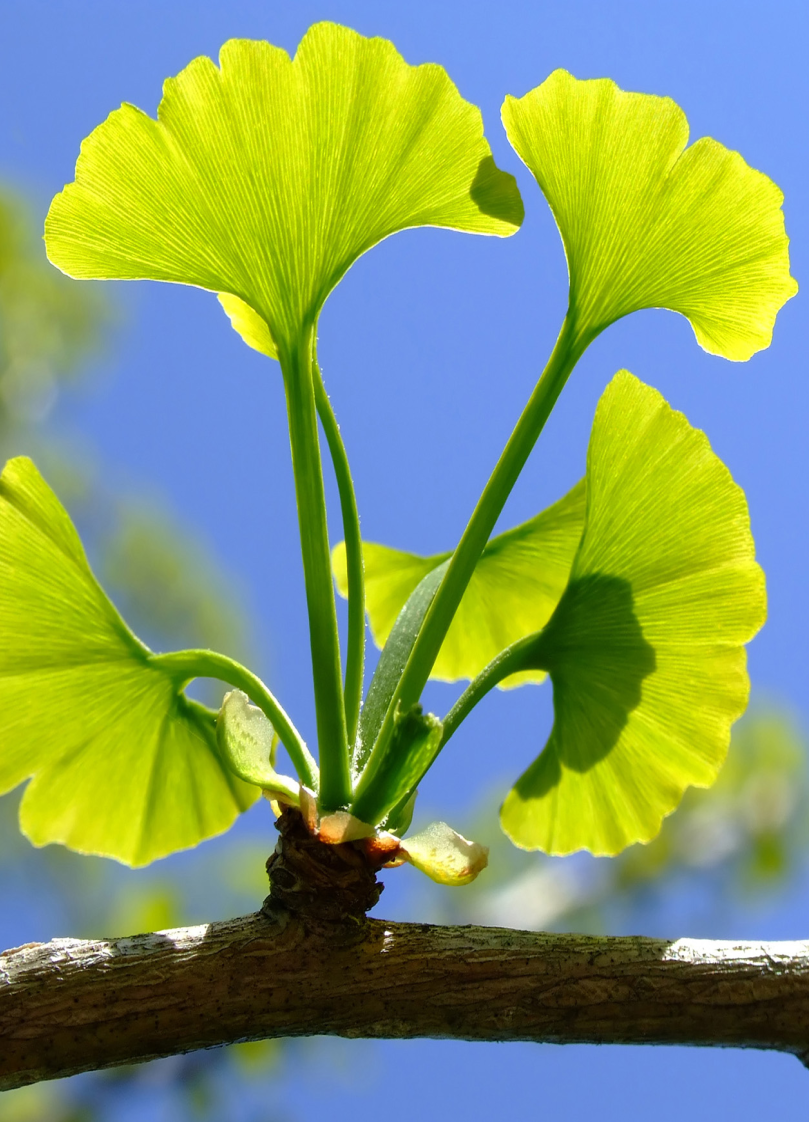 Ginkgo | Galiano Conservancy