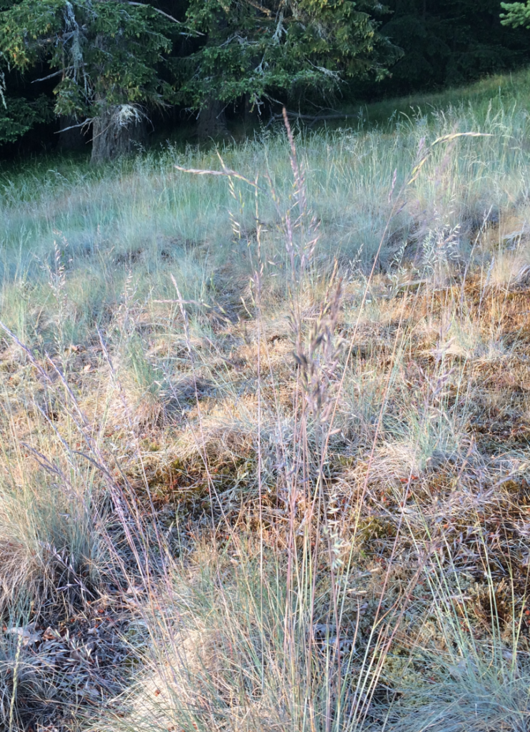 Roemer's Fescue | Galiano Conservancy