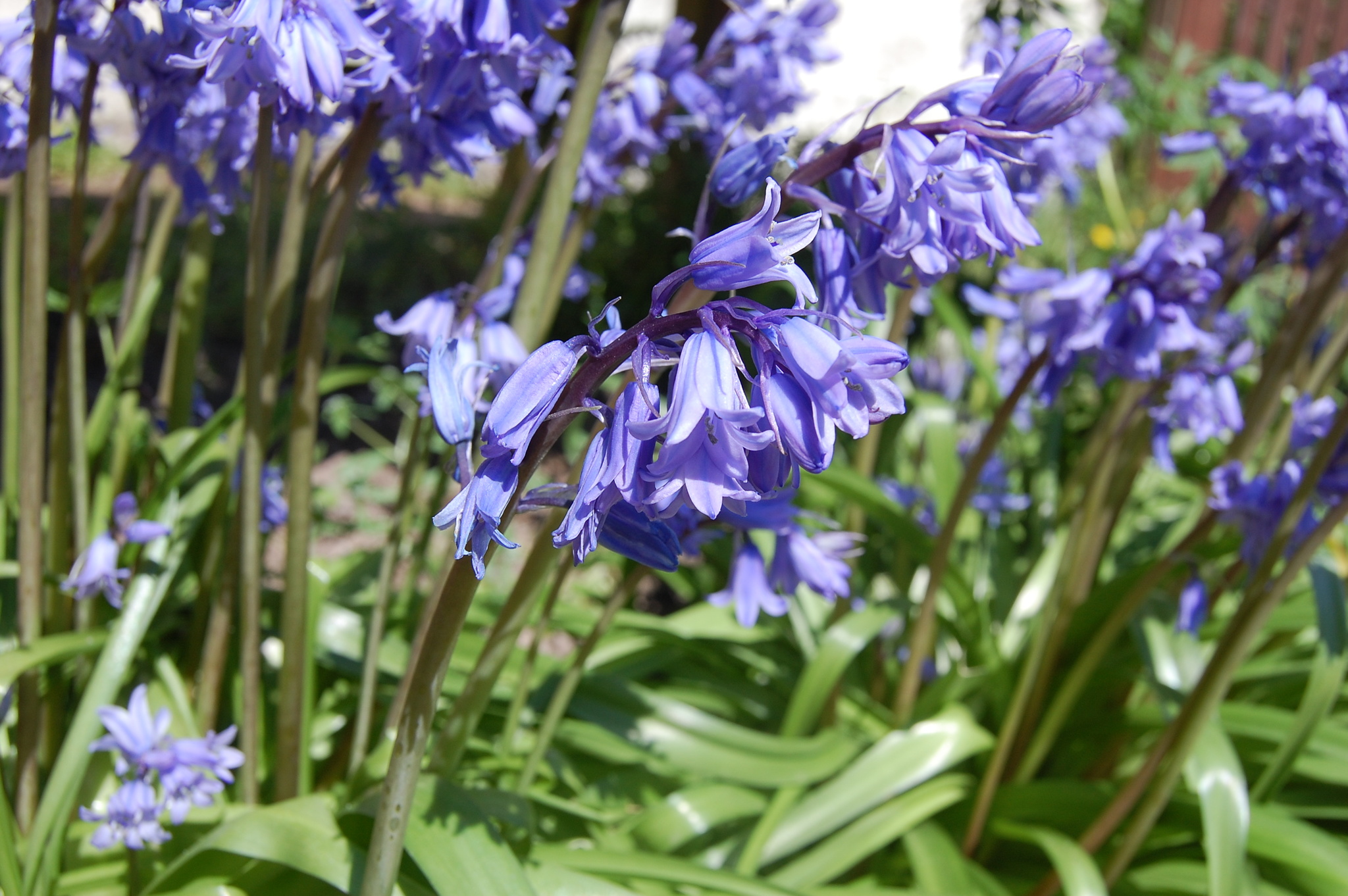 Spanish Bluebells | Galiano Conservancy