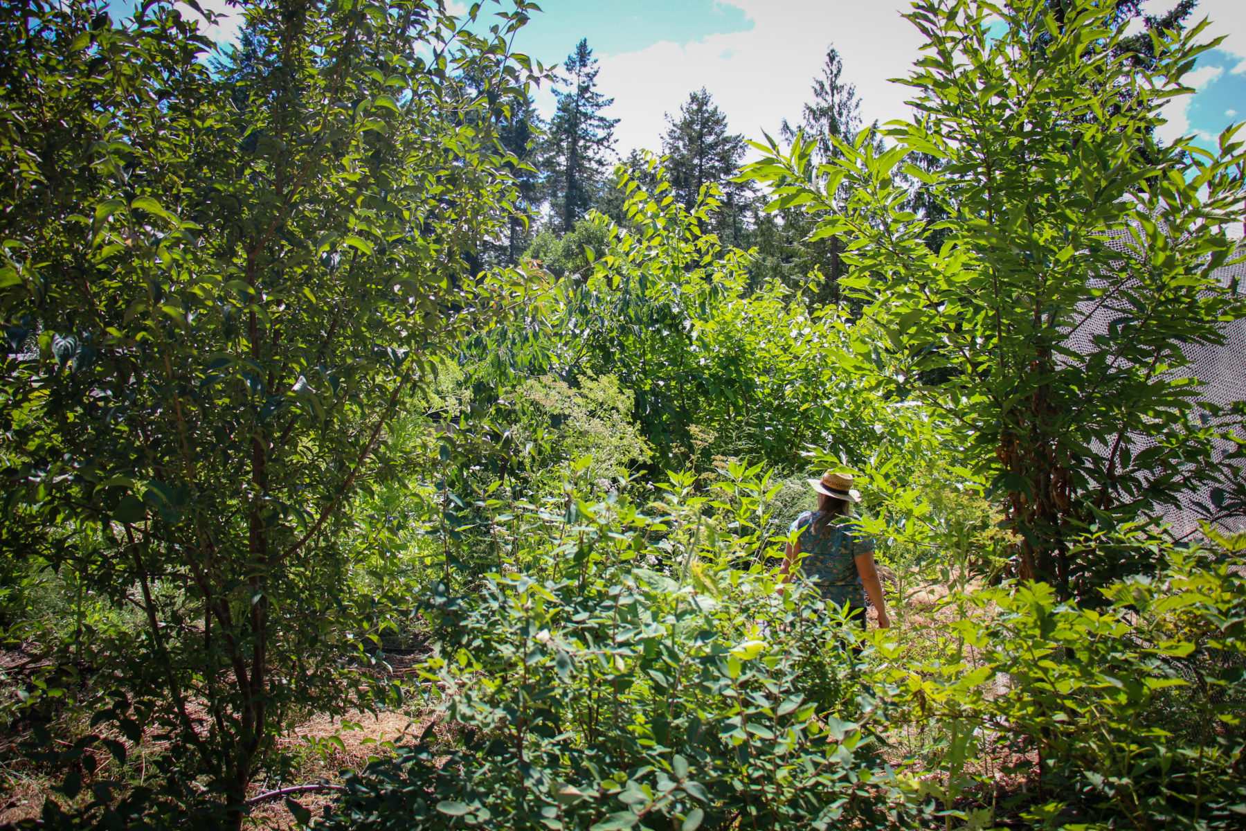 Galiano Food Forest | Galiano Conservancy Galiano Food Forest