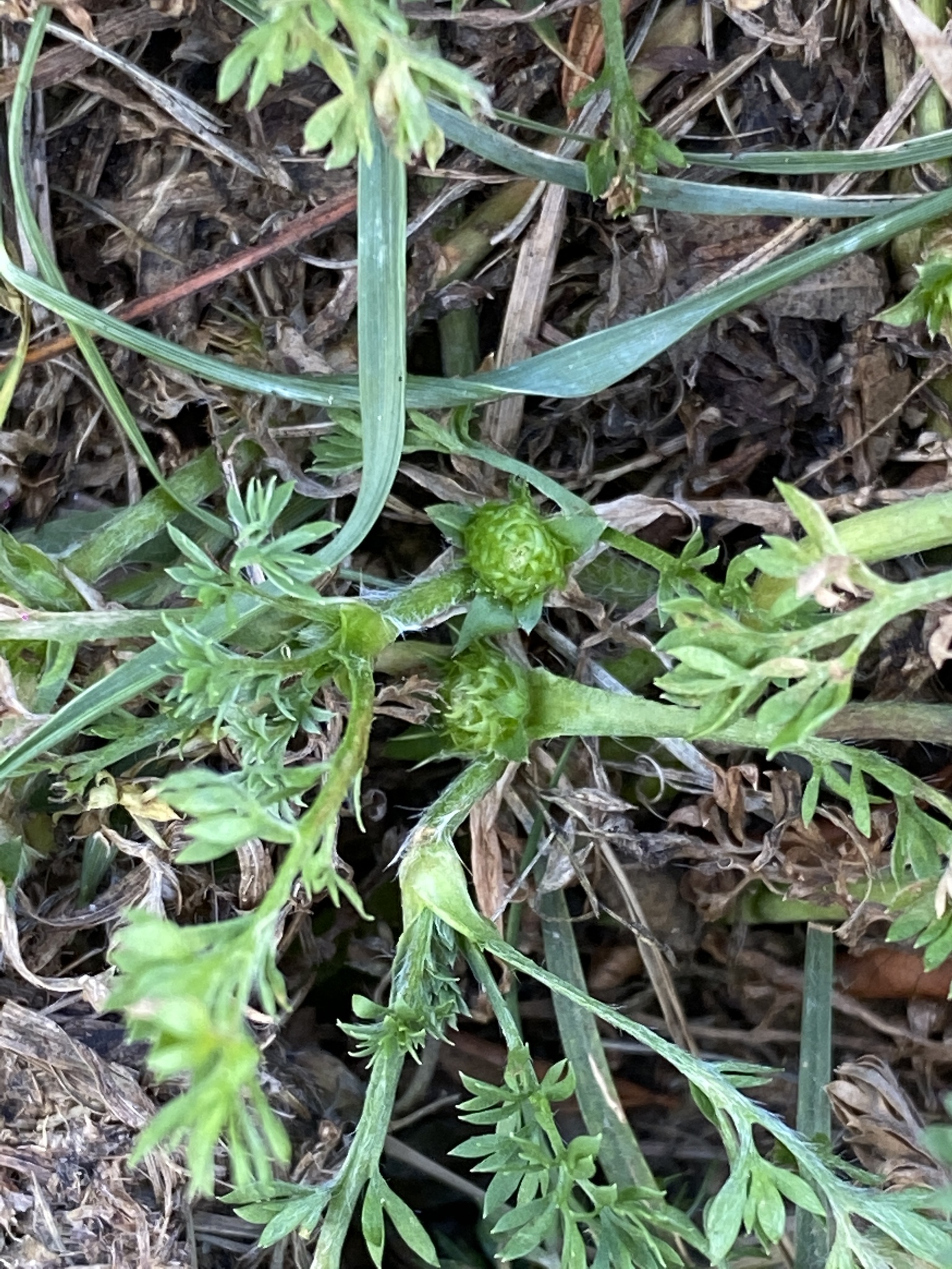 Carpet Burweed | Galiano Conservancy