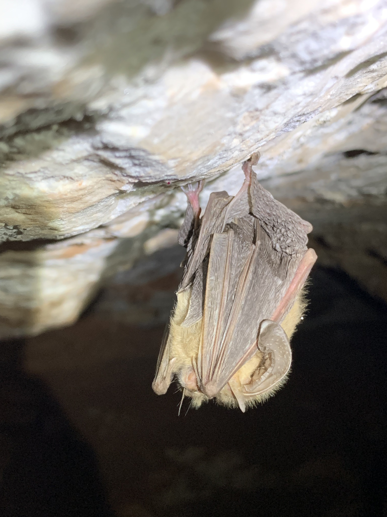 Townsend's Big-eared Bat | Galiano Conservancy