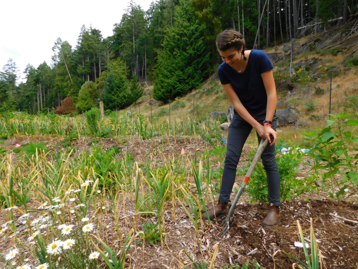 The Story of the Community Food Forest | Galiano Conservancy