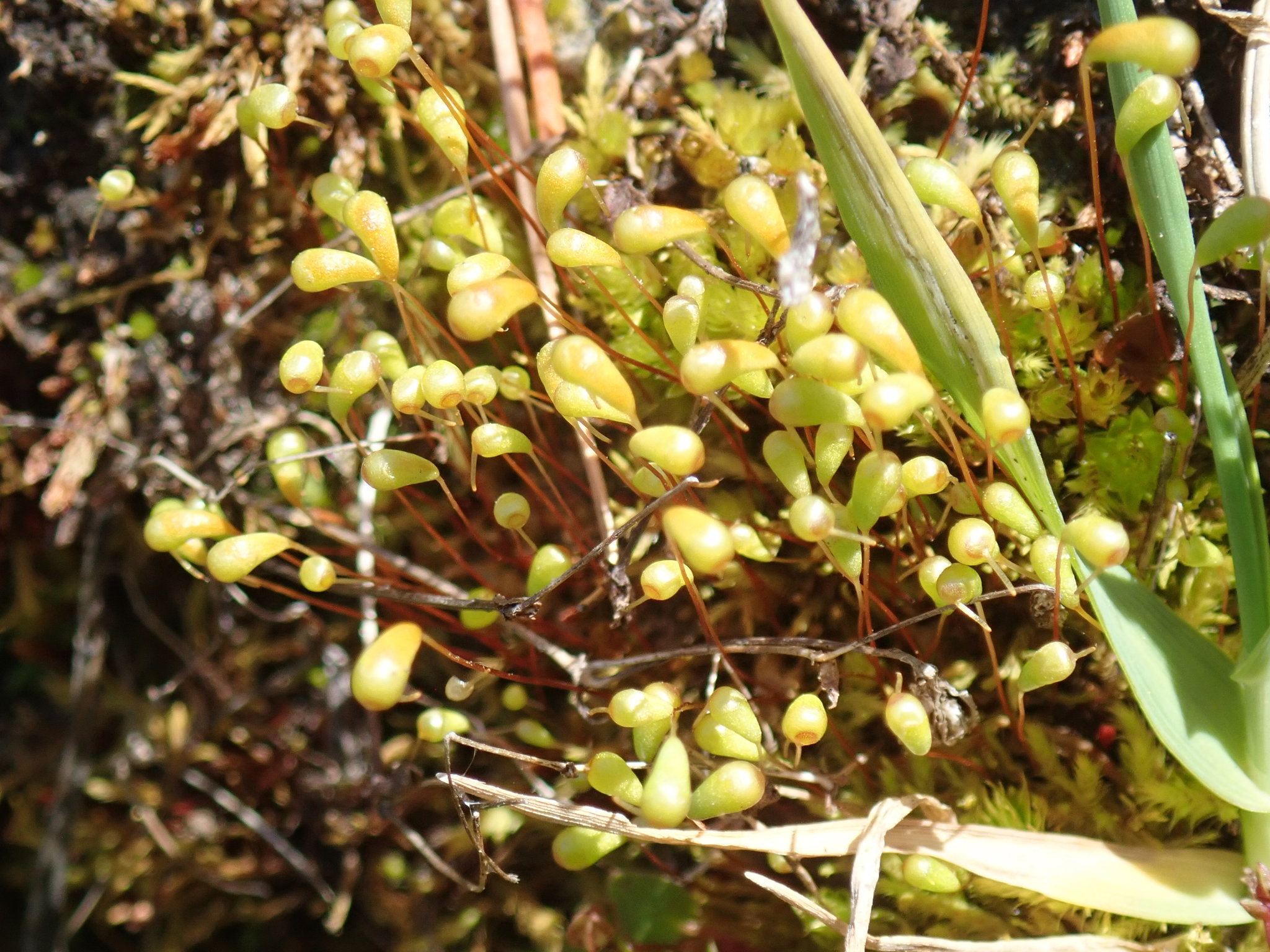 Muhlenberg's Cord-moss | Galiano Conservancy