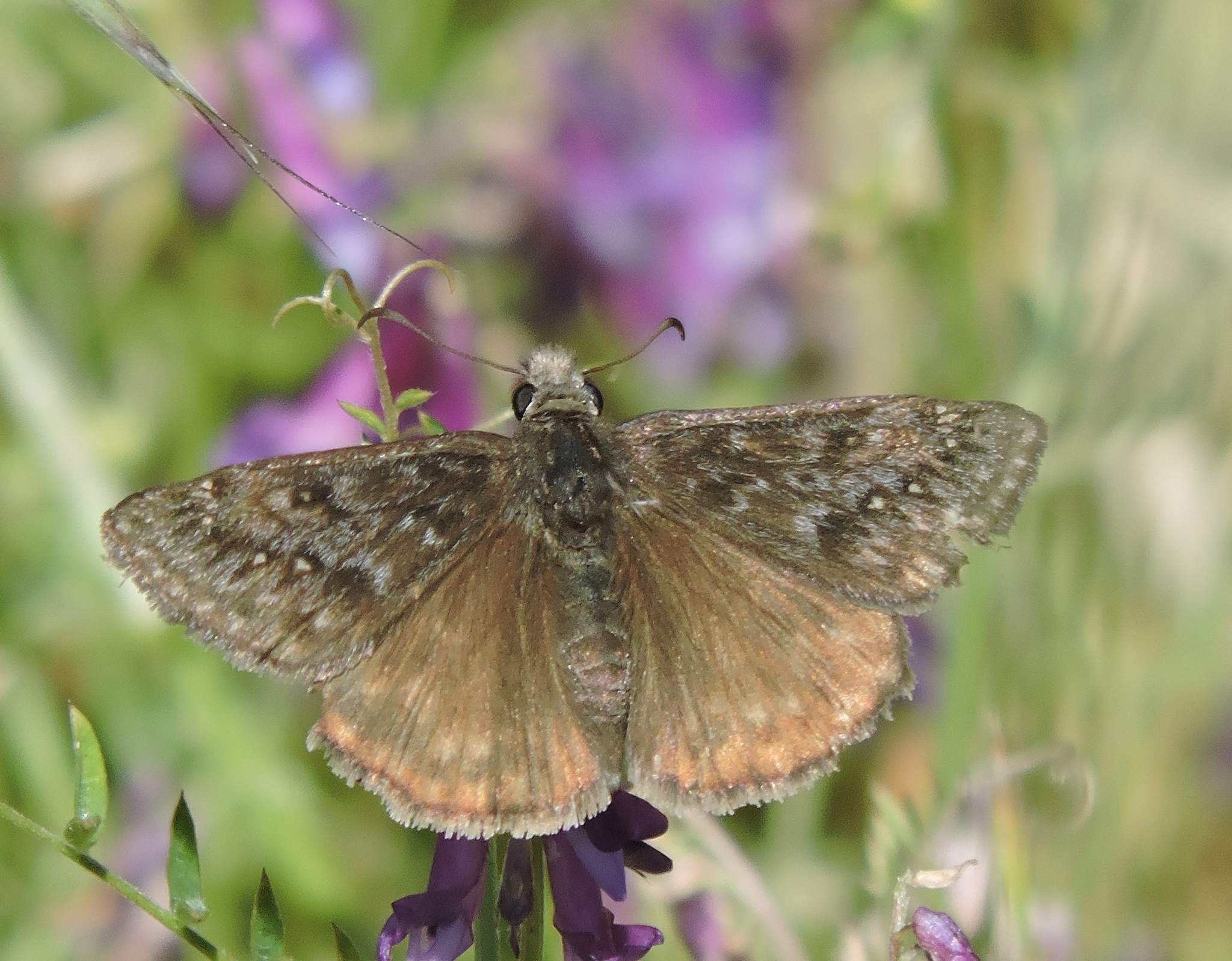 Propertius Duskywing | Galiano Conservancy