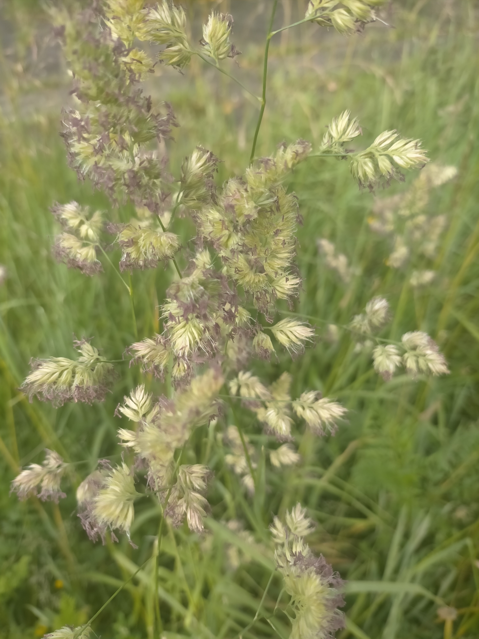 Agronomic Grasses | Galiano Conservancy