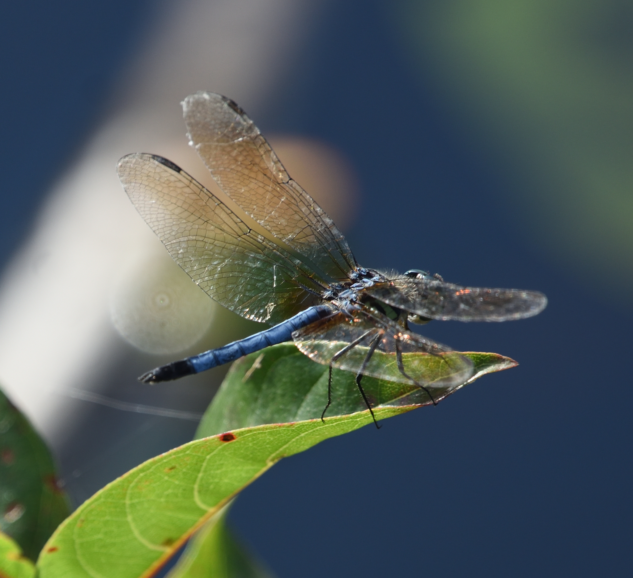 Blue Dasher | Galiano Conservancy