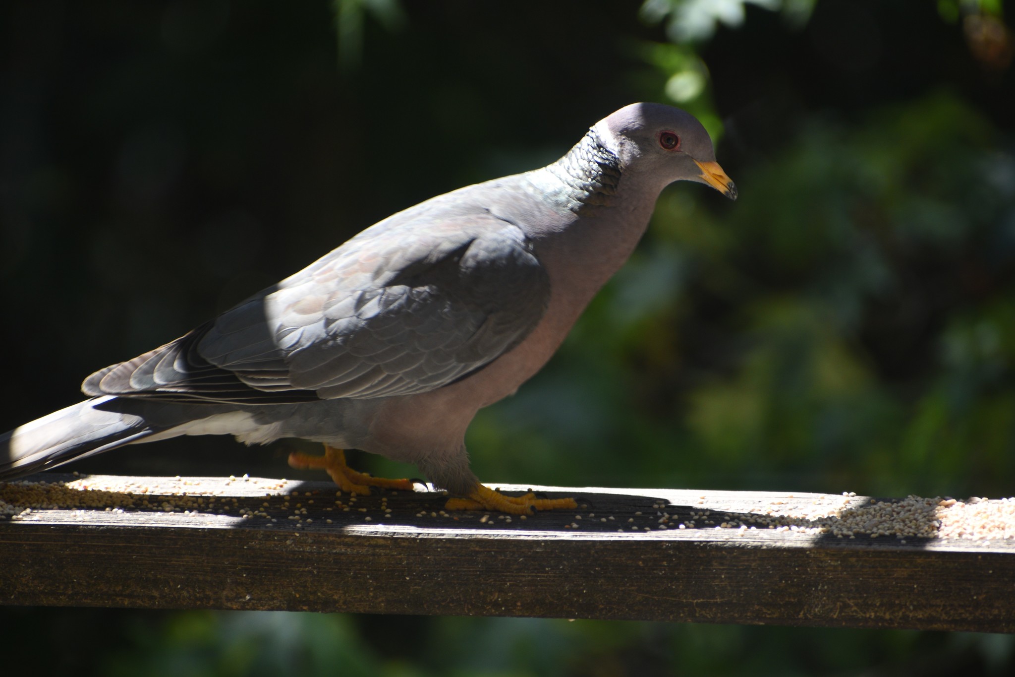 Band-tailed Pigeon | Galiano Conservancy