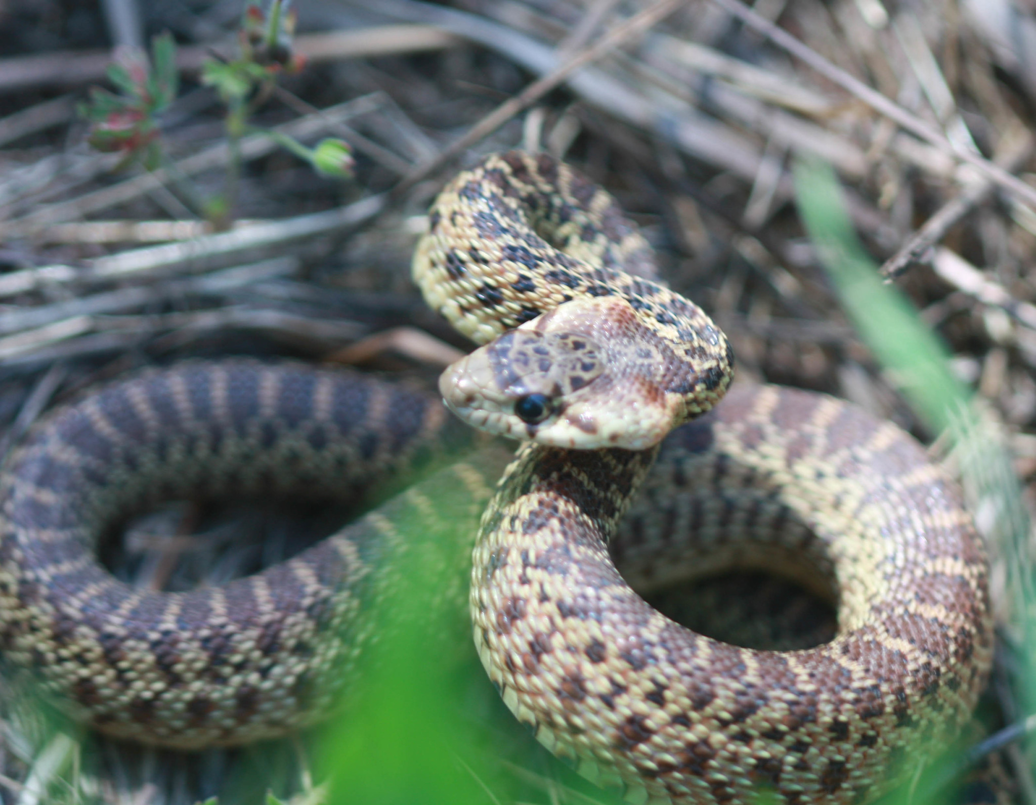 Pacific Gopher Snake | Galiano Conservancy