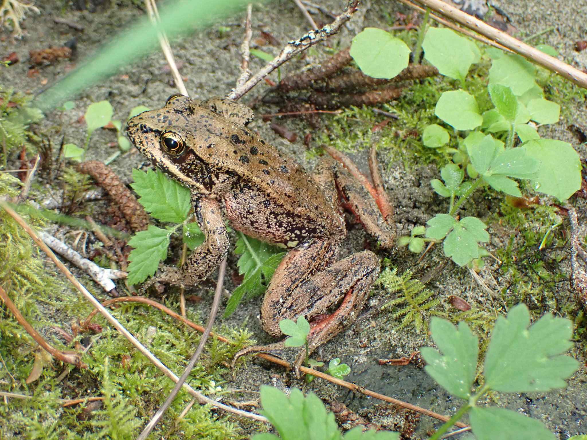 Northern Red-legged Frog | Galiano Conservancy
