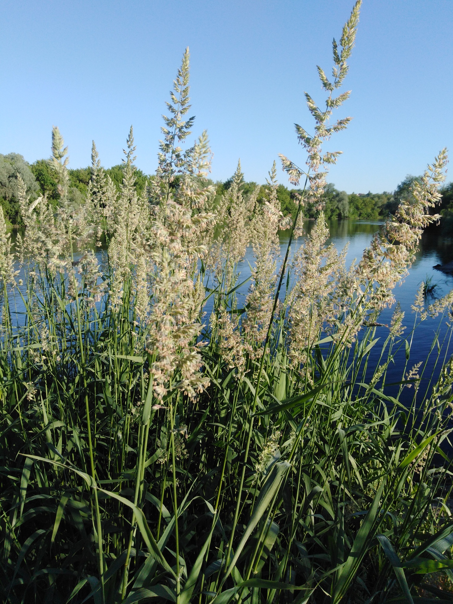 Reed Canarygrass | Galiano Conservancy