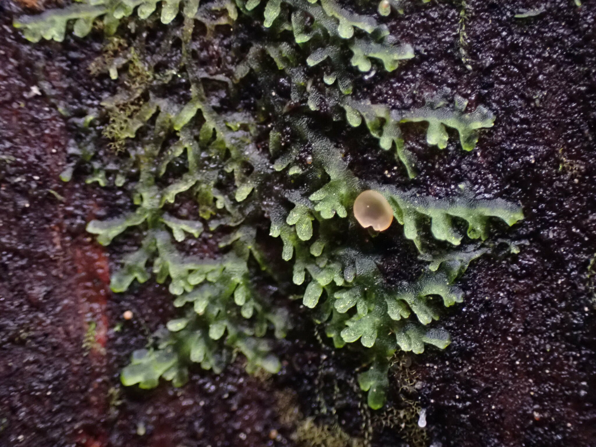Coral Moss | Galiano Conservancy