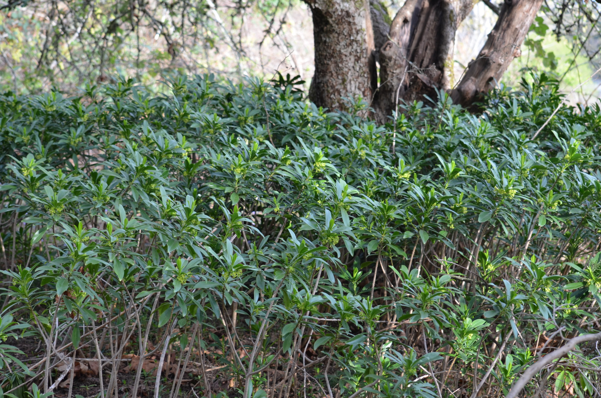 Spurge Laurel | Galiano Conservancy