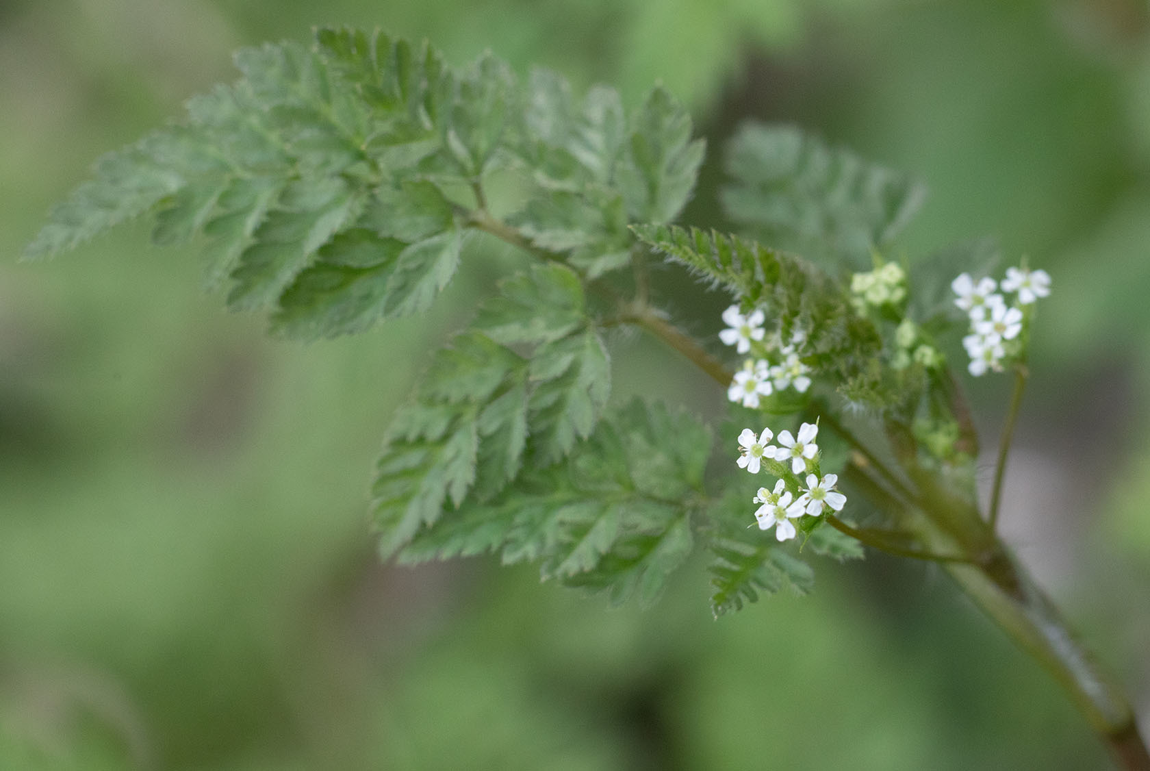 California Hedge Parsley | Galiano Conservancy