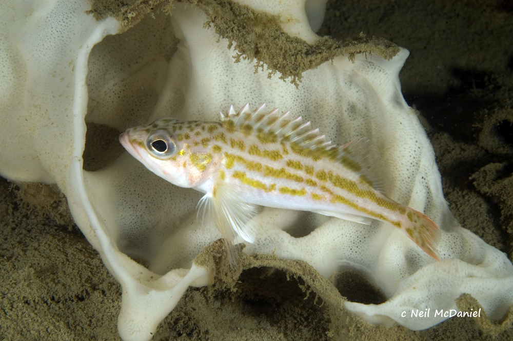 Greenstriped Rockfish | Galiano Conservancy