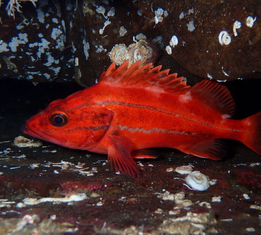 Yelloweye Rockfish | Galiano Conservancy