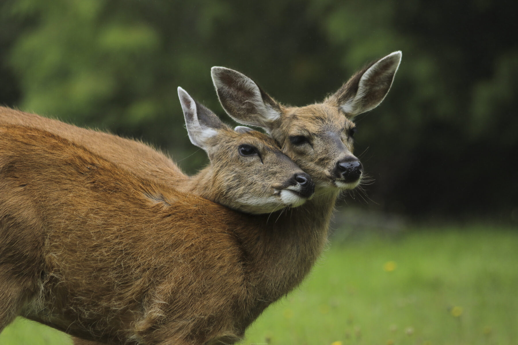 Conservation and Deer | Galiano Conservancy Managing deer populations