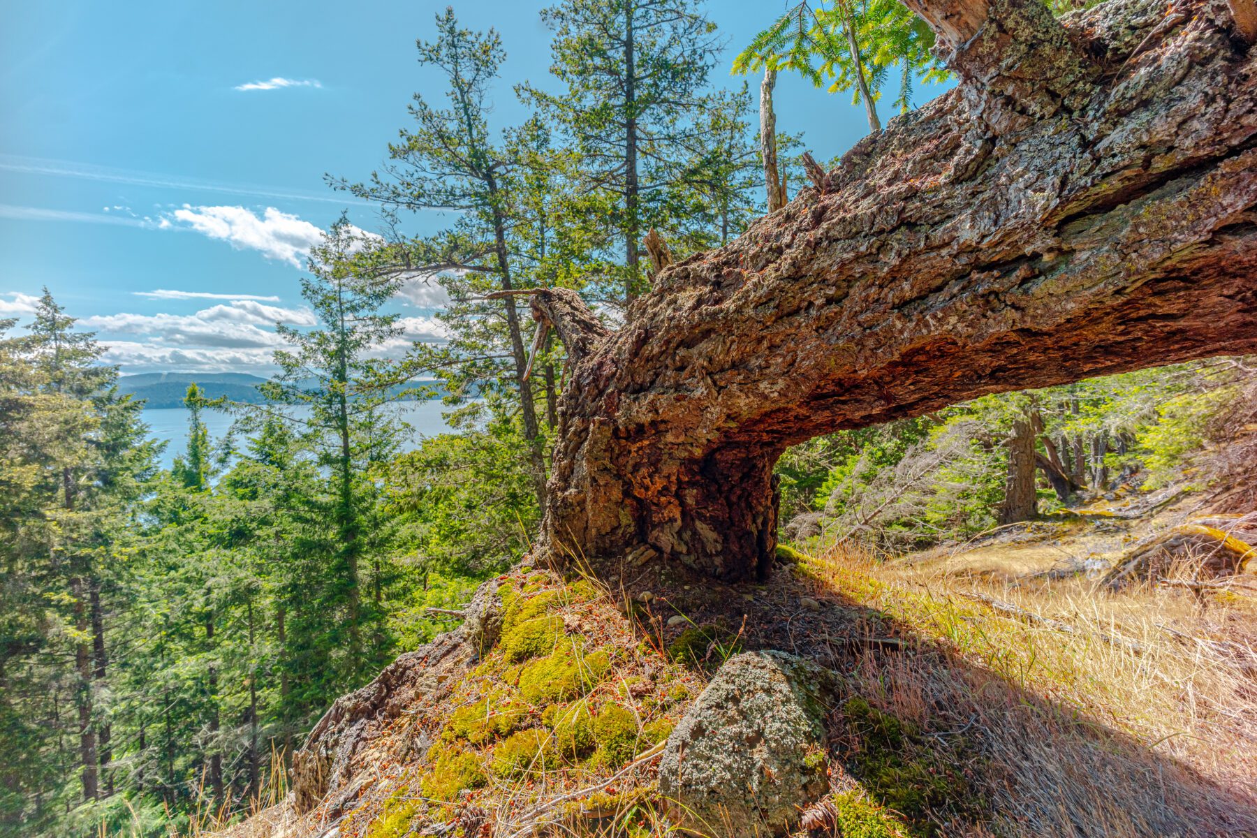 New Talking Trees Nature Reserve preserves 42 hectares of rare habitat | Galiano Conservancy New ...