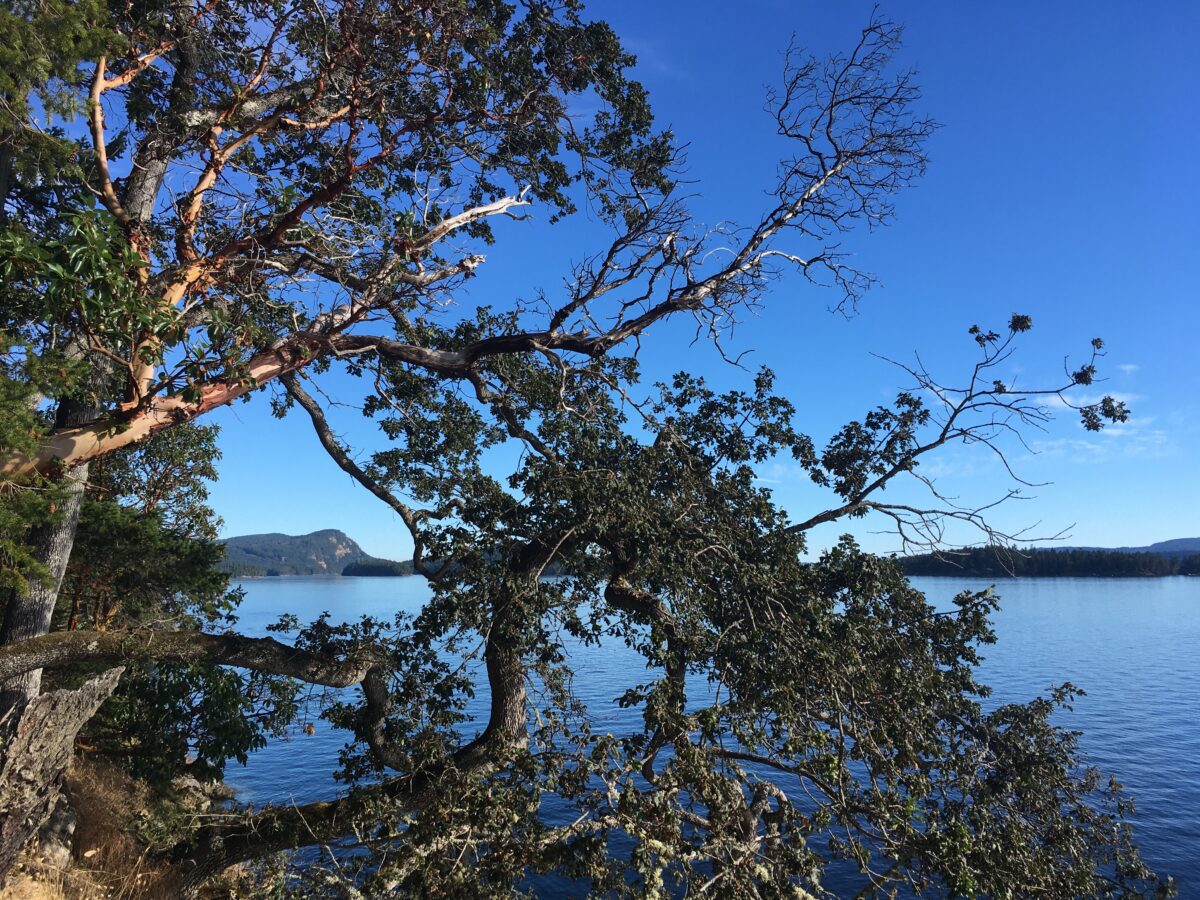 New Talking Trees Nature Reserve preserves 42 hectares of rare habitat ...